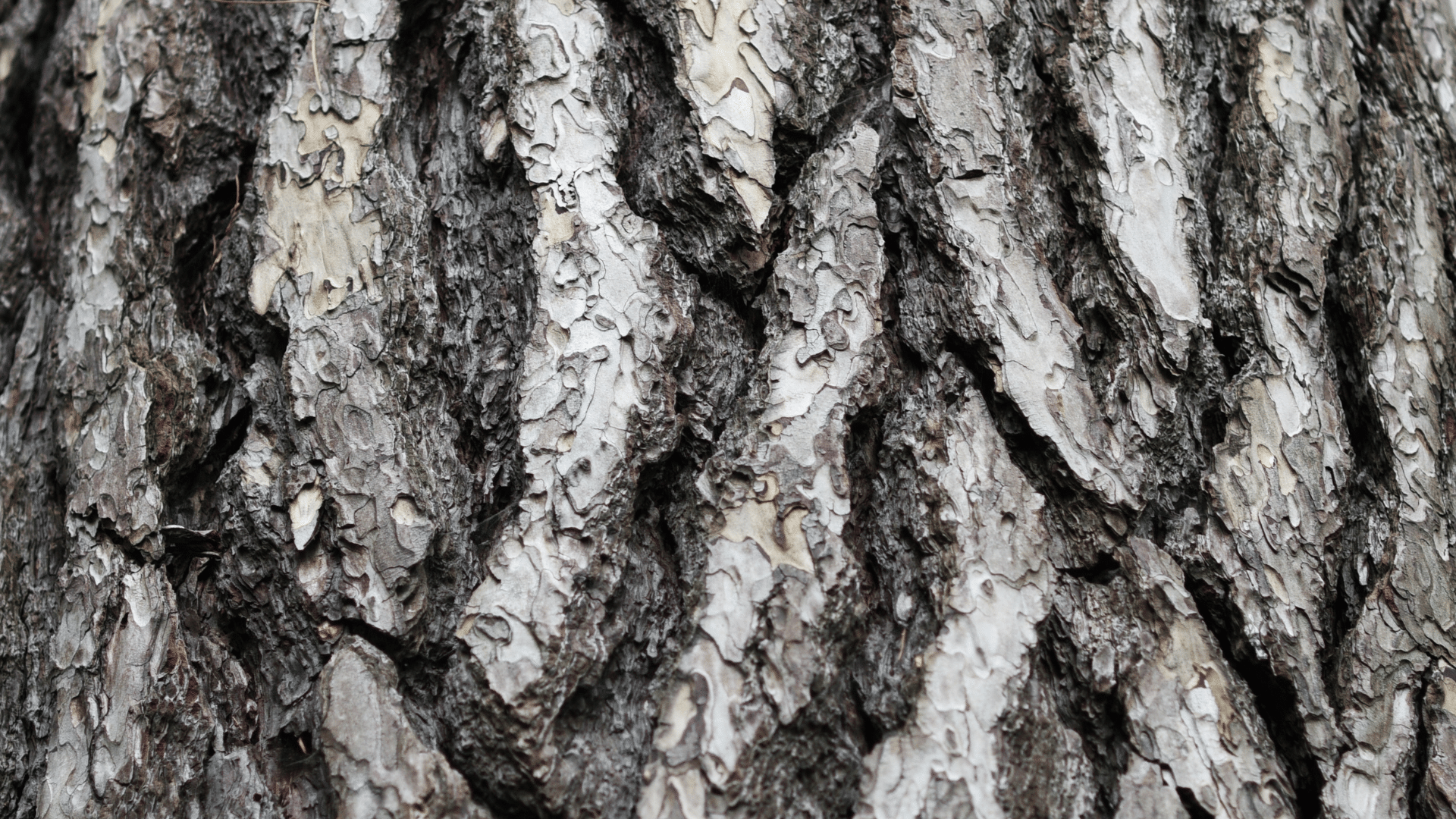 Ash Trees: Everything Michigan Homeowners Need to Know - Longtree Tree ...