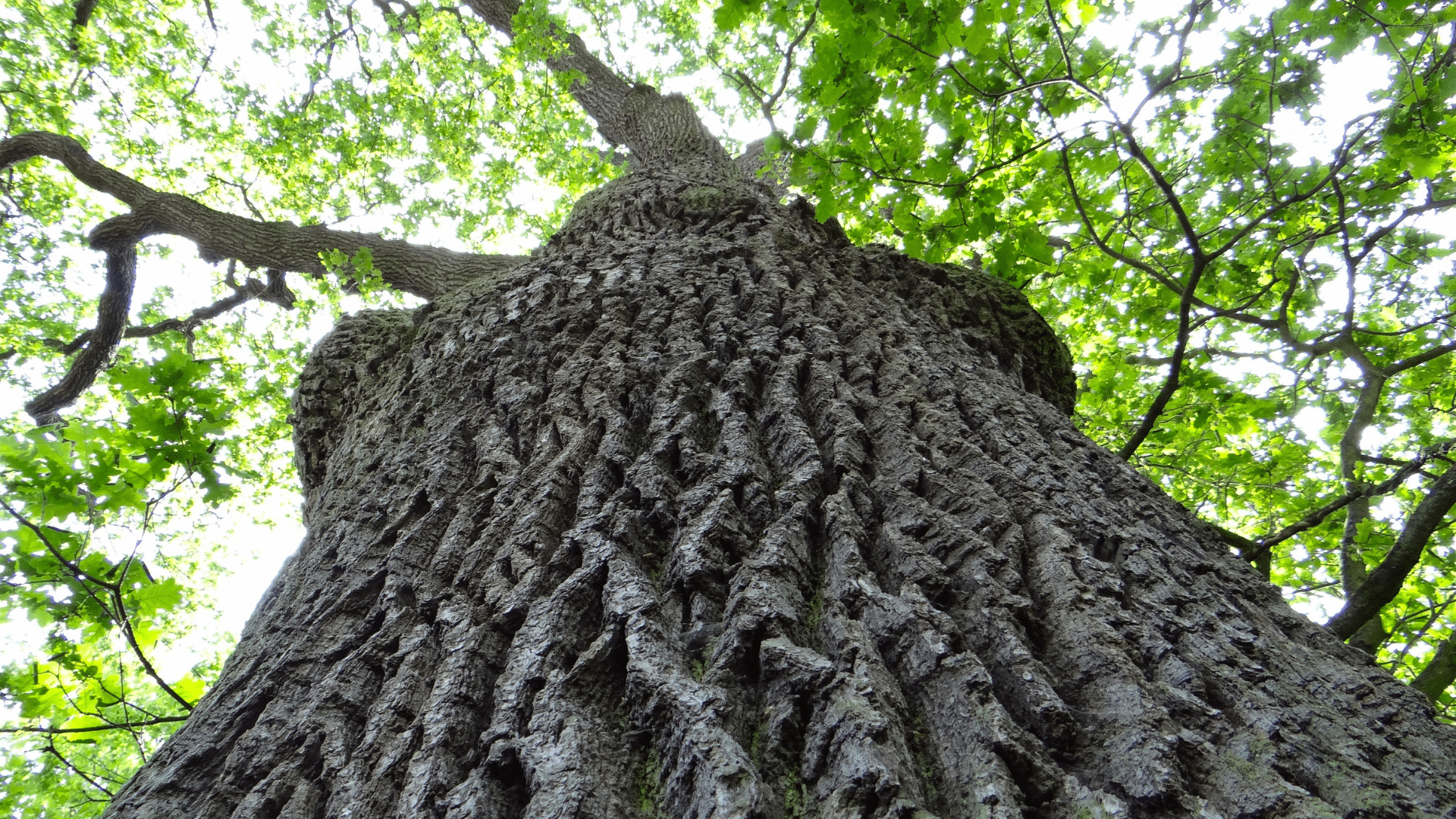Trees We Care for: Oak Tree Care and Service Guide - Longtree Tree Service