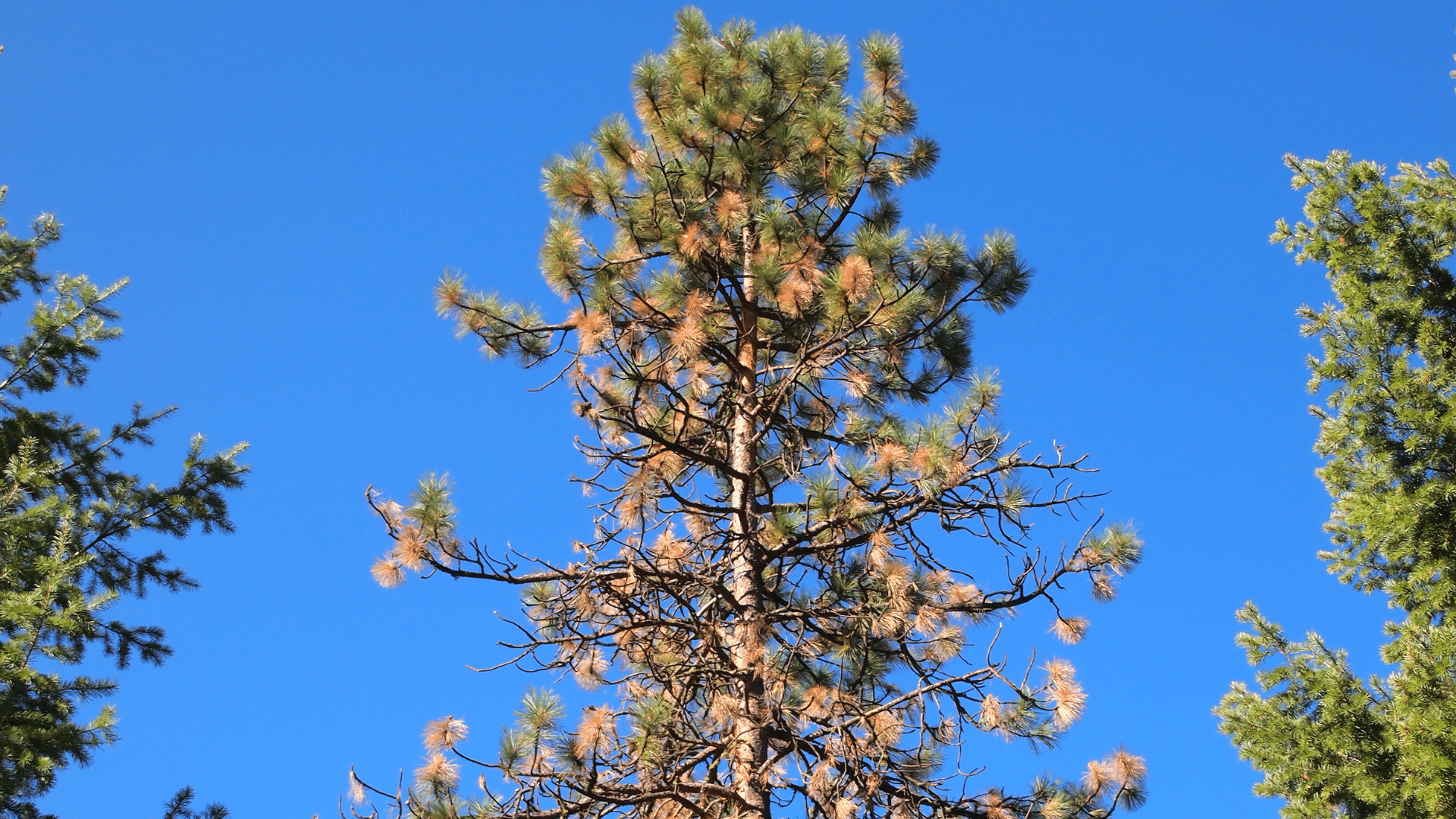 7 Trees You Never Want Near Your Southfield Home - Why to Avoid Silver ...