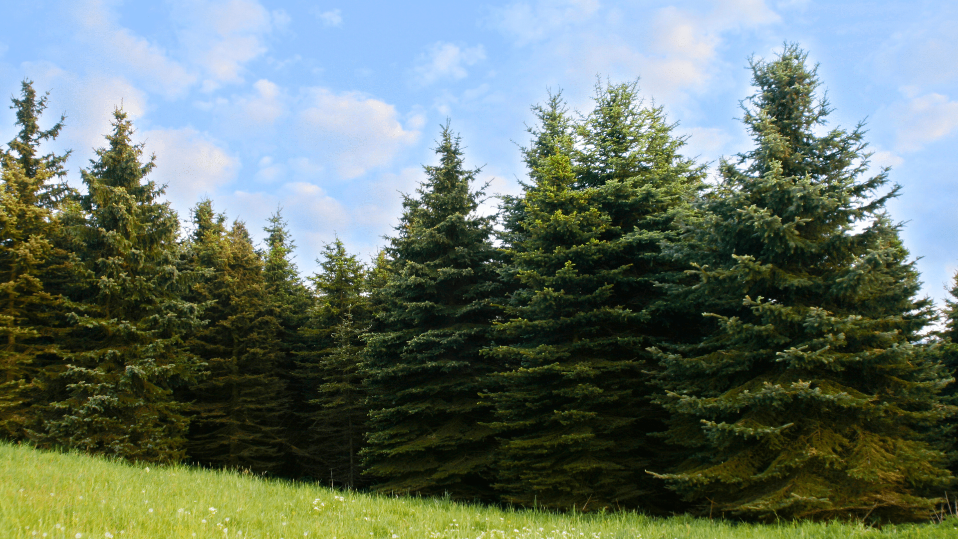Pine Tree Care in Michigan - Homeowner Service Guide on Pine Pruning ...