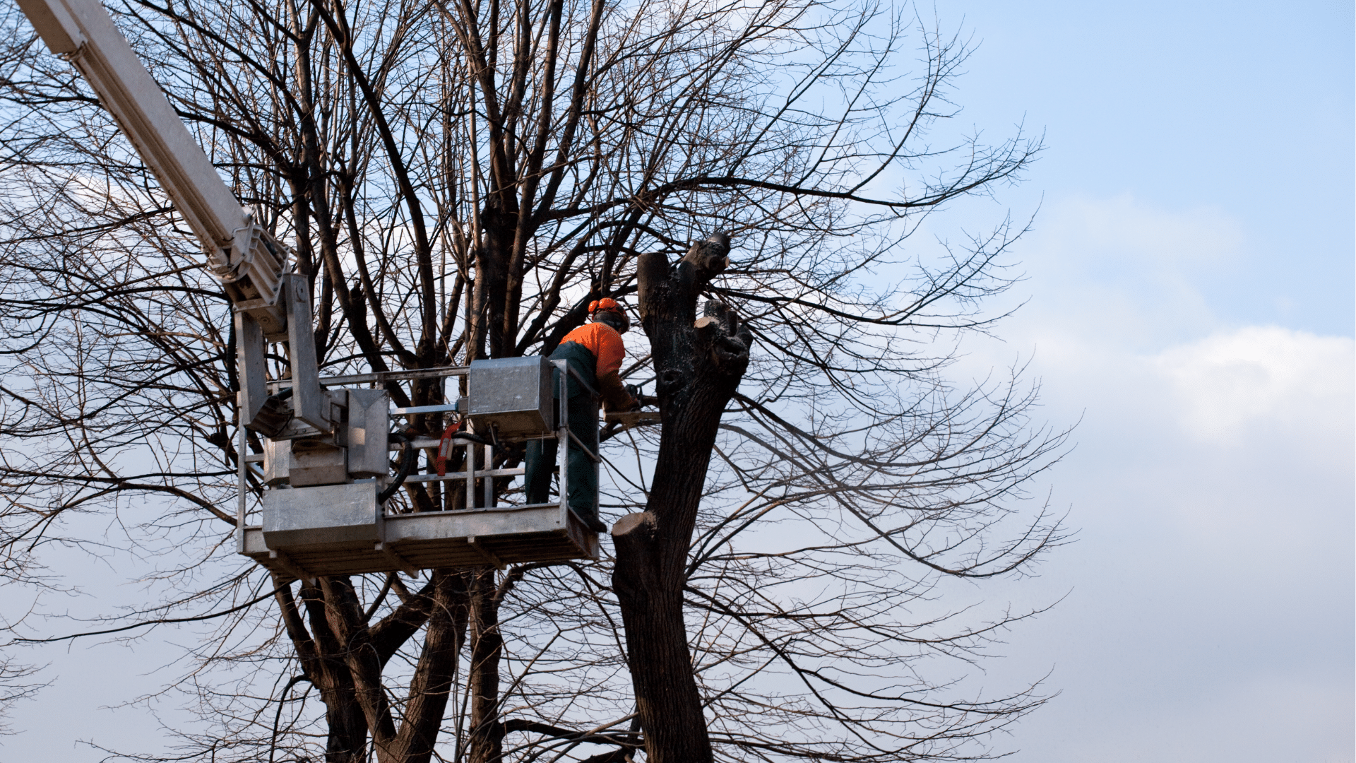 DTE Energy Free Tree Trimming - When Will DTE Trim Trees Around Your ...