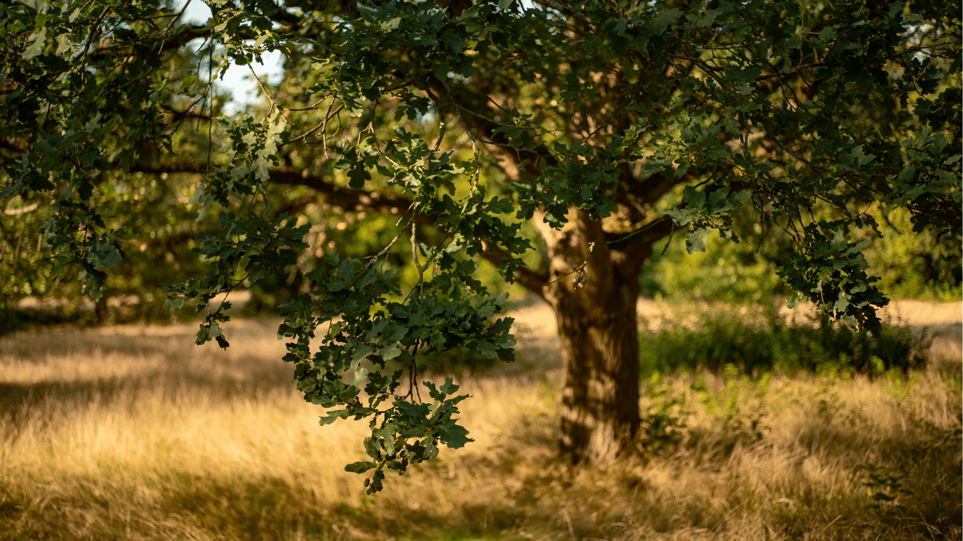 Michigan Homeowners Guide to Oak Wilt - Longtree Tree Service