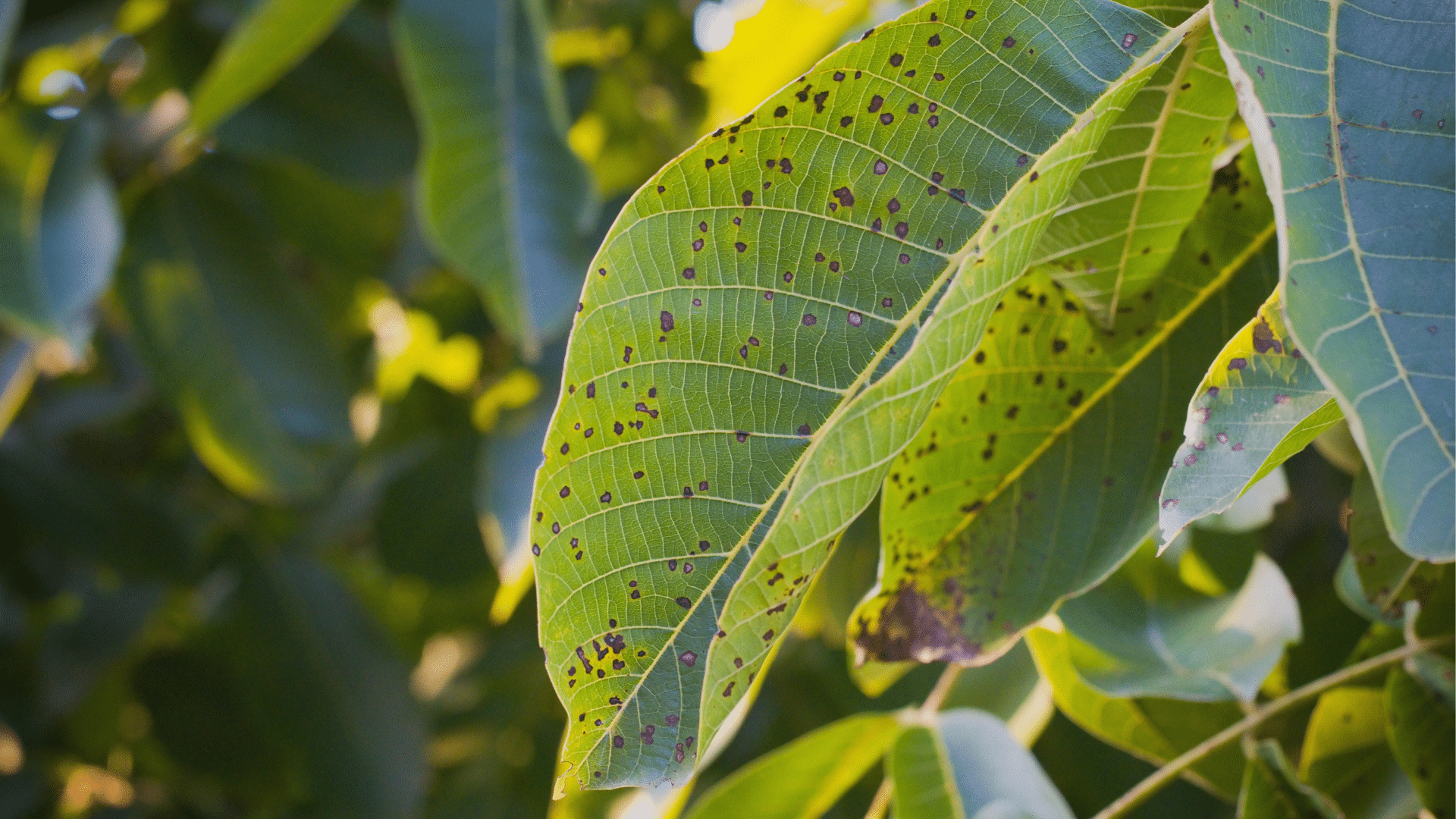 Michigan Anthracnose Leaf Blight Guide - Symptoms, Affected Trees Like ...